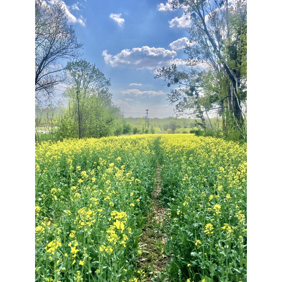 Repce méz - 0.5 kg - Méz - Mézerdő Méhészet - minőségi magyar termelői méz